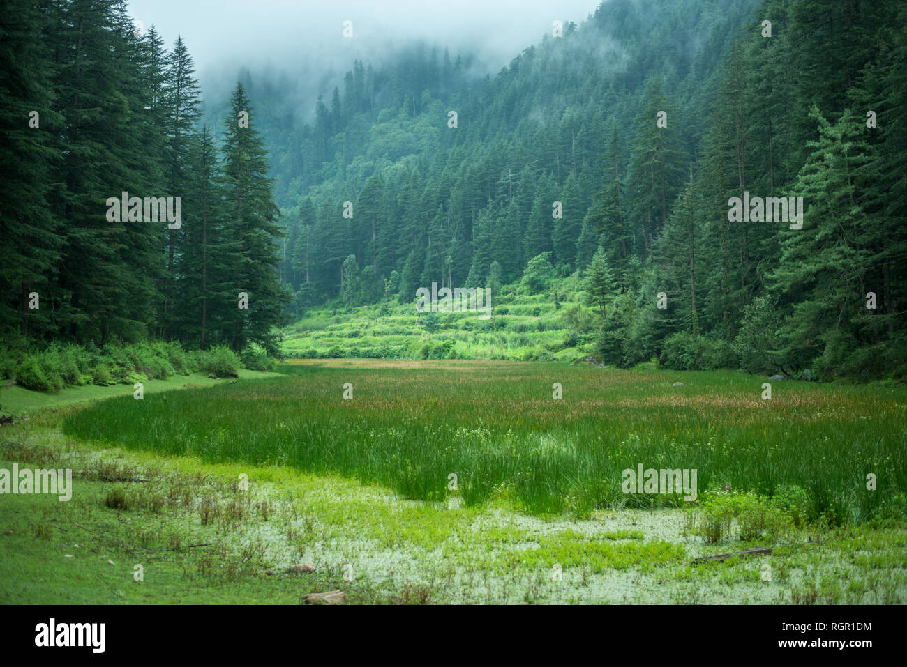 Grass covered punrik rishi lake in himalayas, Sainj Valley, Himachal ...