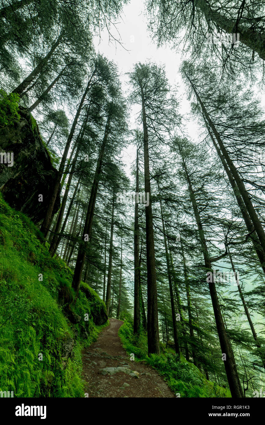 Trek surrounded by tall old trees in evergreen primeval forest of ...
