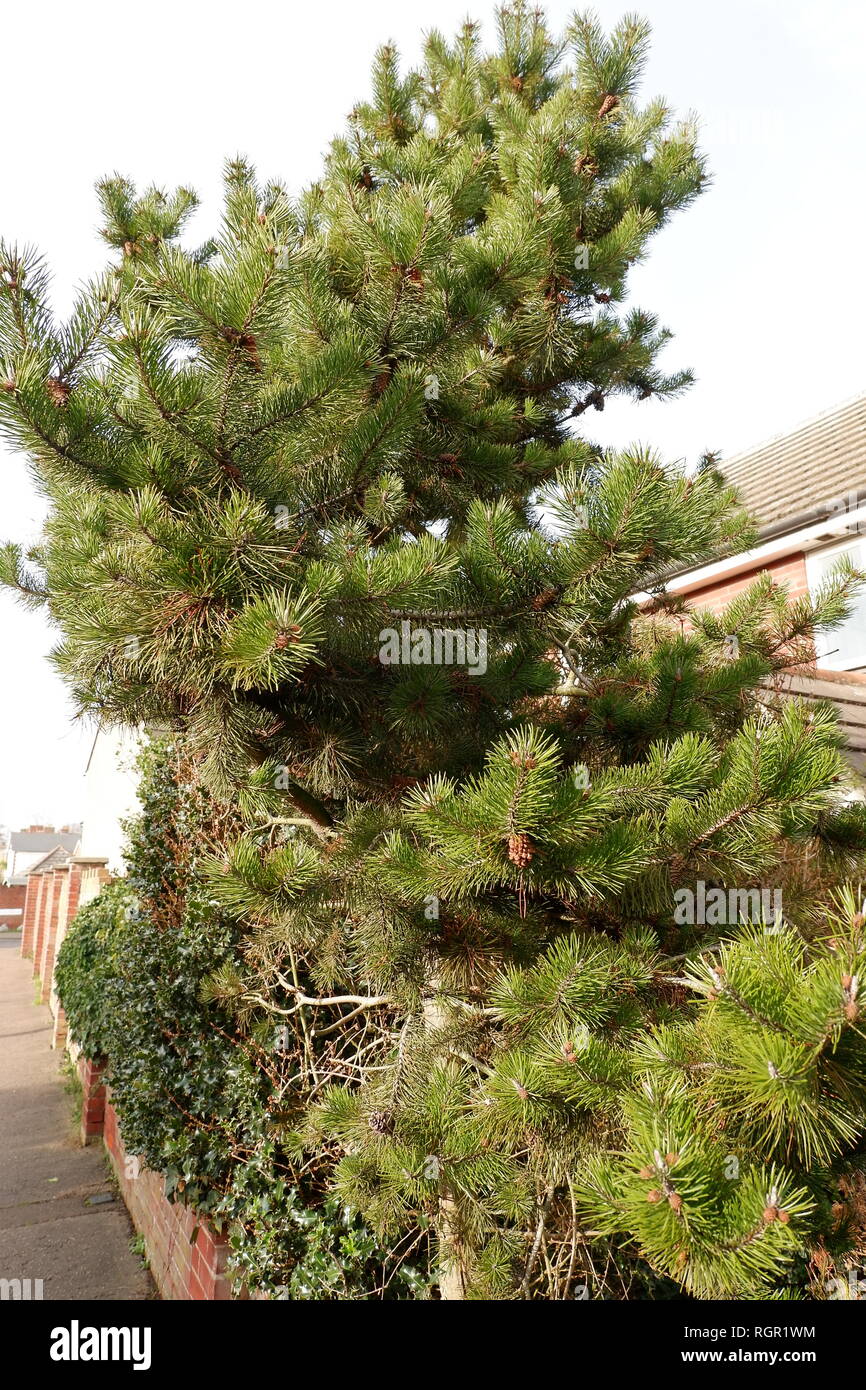Small tree bush with tiny pine cones growing Stock Photo - Alamy