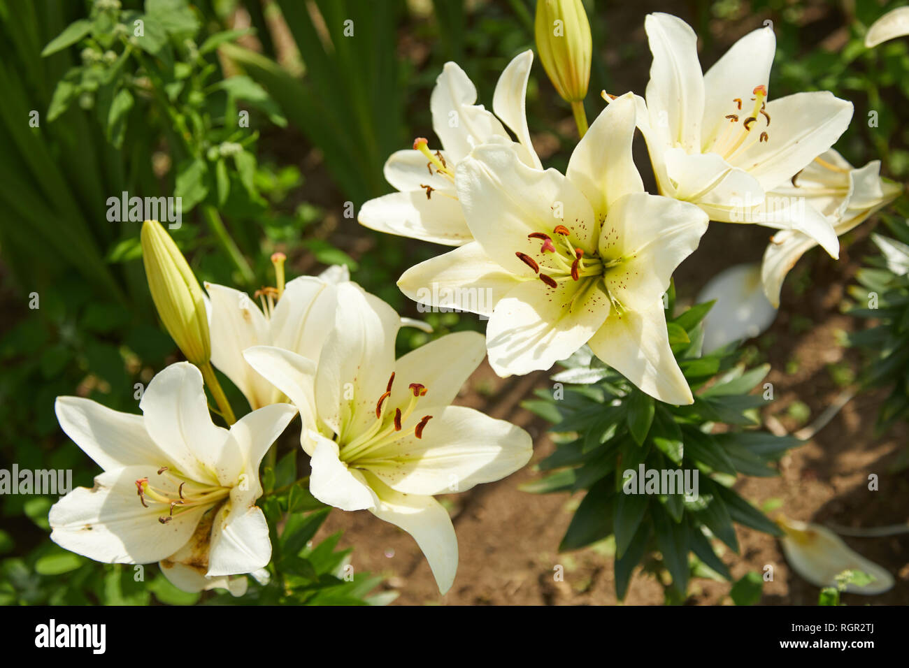 Cluster Lilies High Resolution Stock Photography and Images - Alamy