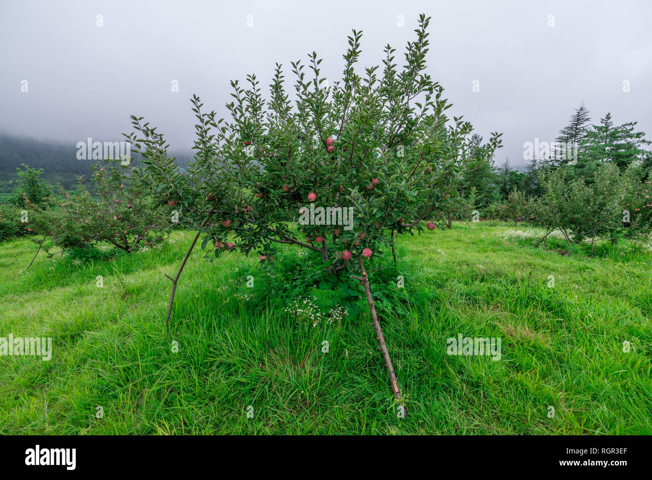 Apple Garden Nature Background Rainy Day Gardening And Harvesting