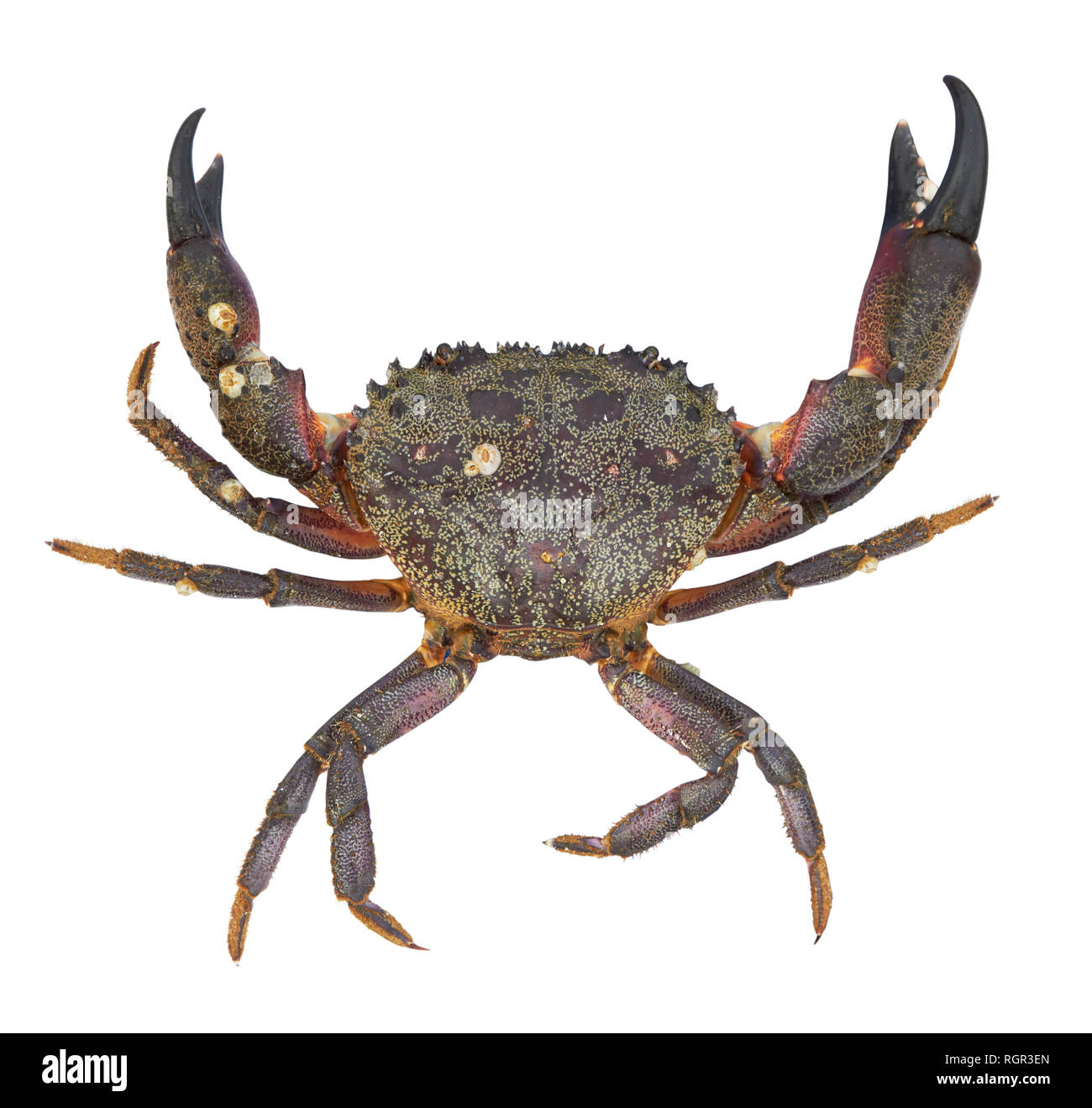 Cartoon crab shell hi-res stock photography and images - Alamy