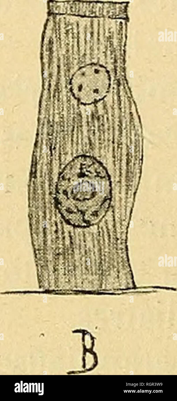 . Bulletin de la SociÃ©tÃ© philomathique de Paris. SociÃ©tÃ ...
