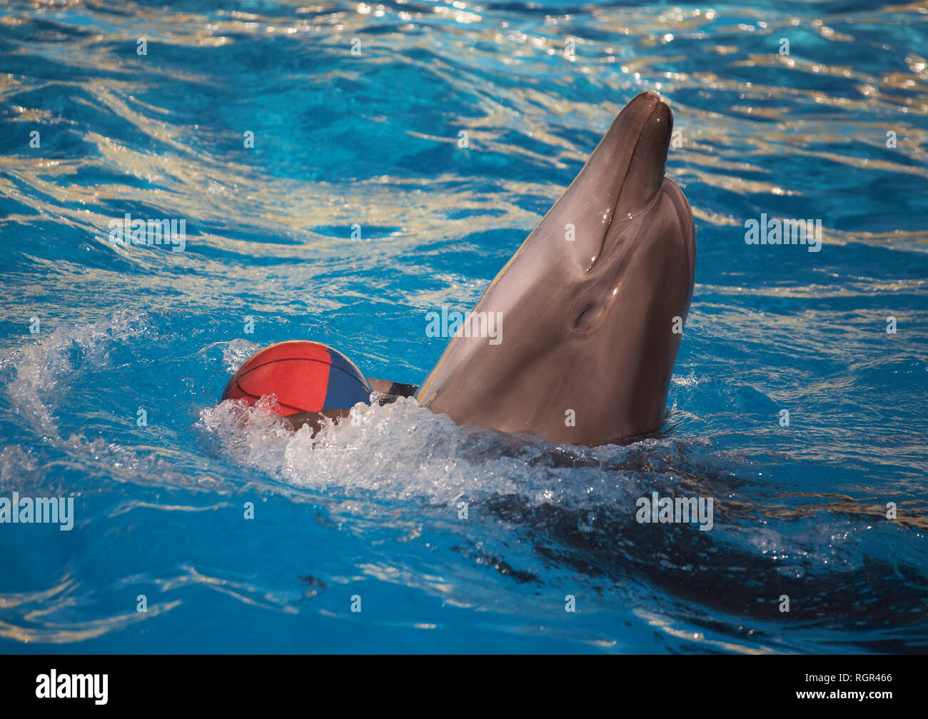 Dolphin ball sea hi-res stock photography and images - Alamy