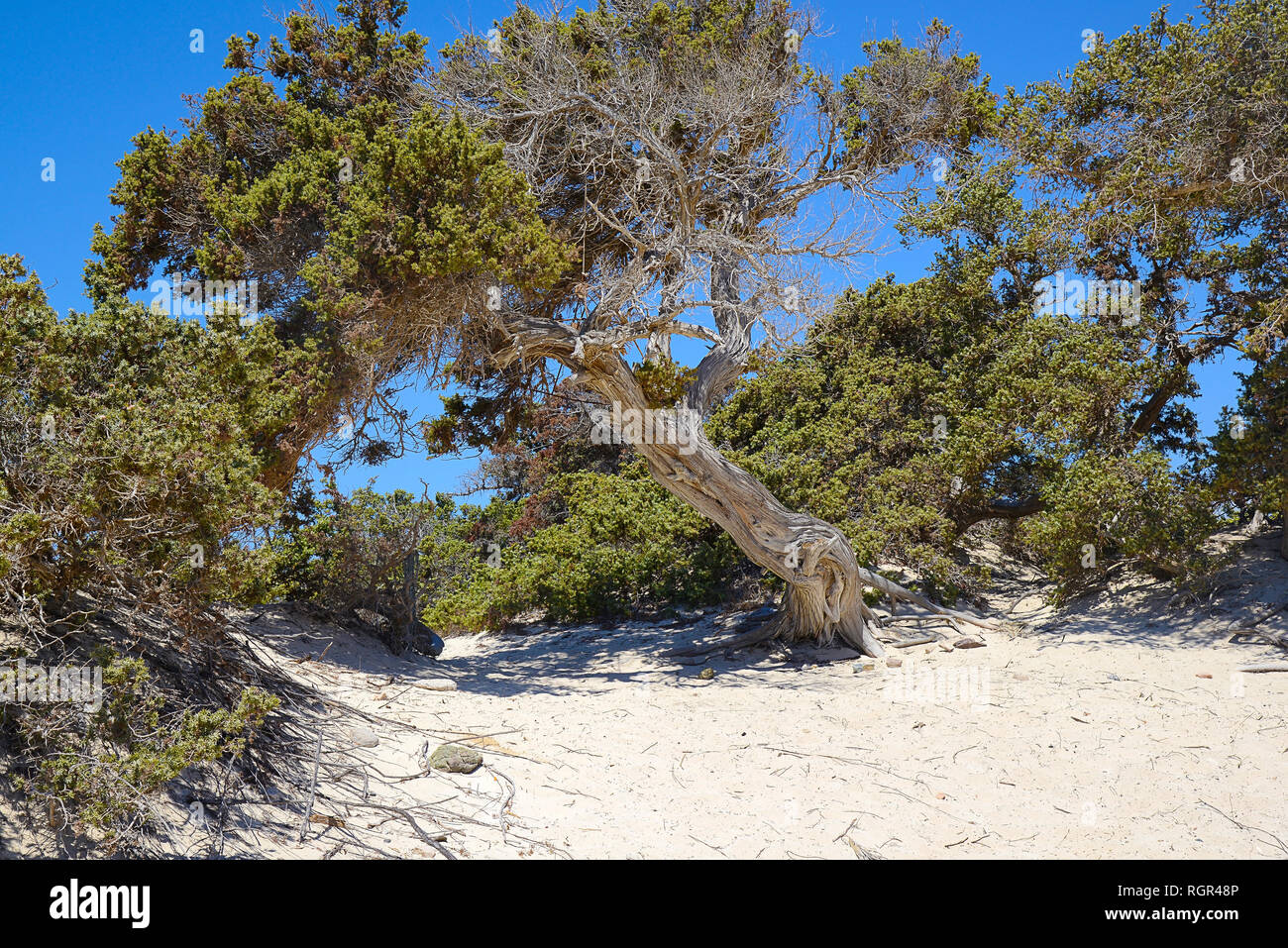 curved branched juniper tree, semi-dry, grows out of sand, near the ...