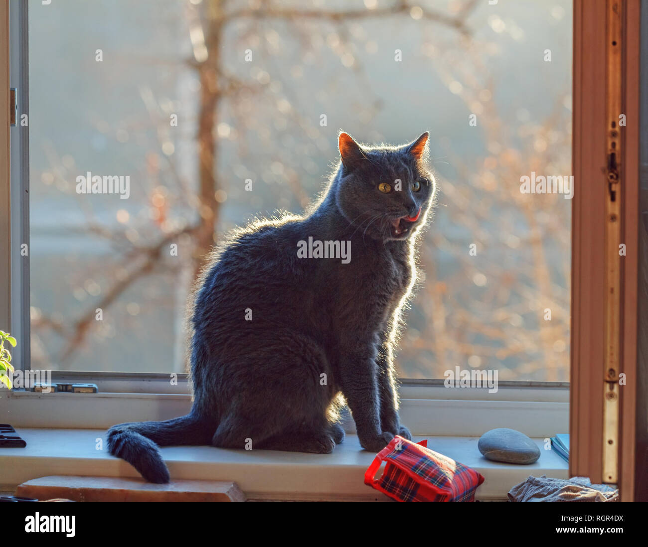 Feline sitting hi-res stock photography and images - Alamy