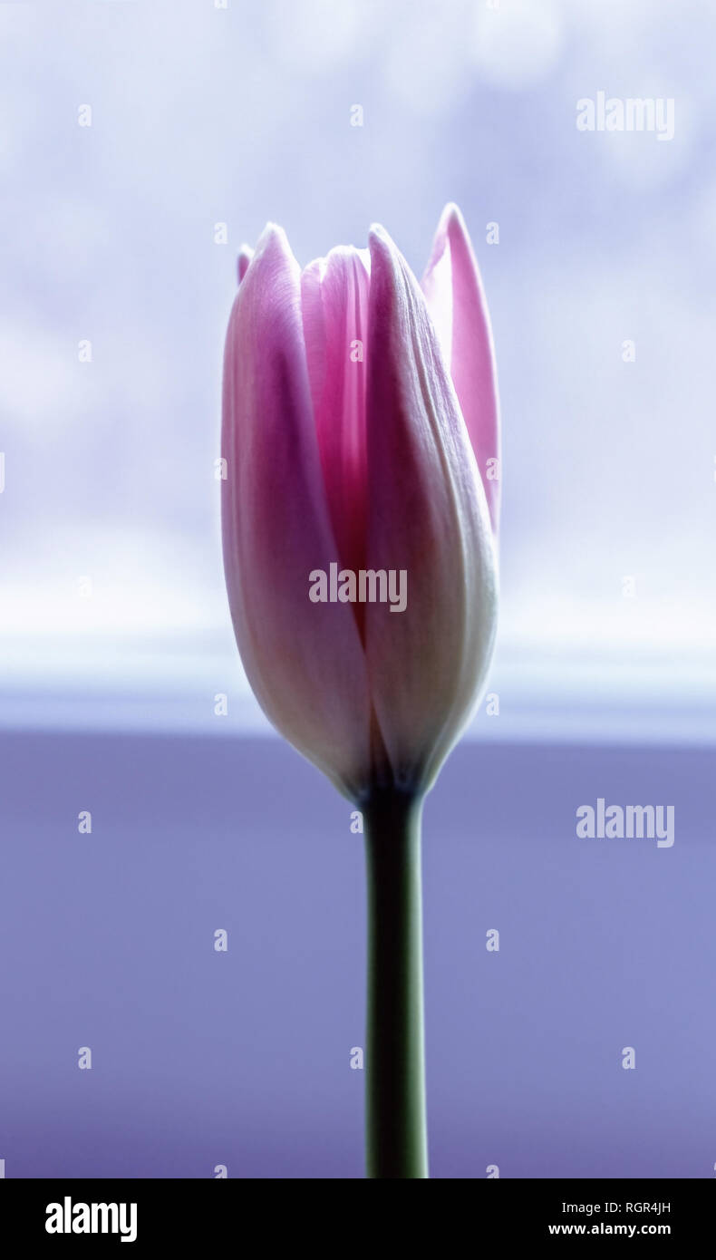 Fresh opened delicate rosebud tulip for romantic mood Stock Photo - Alamy