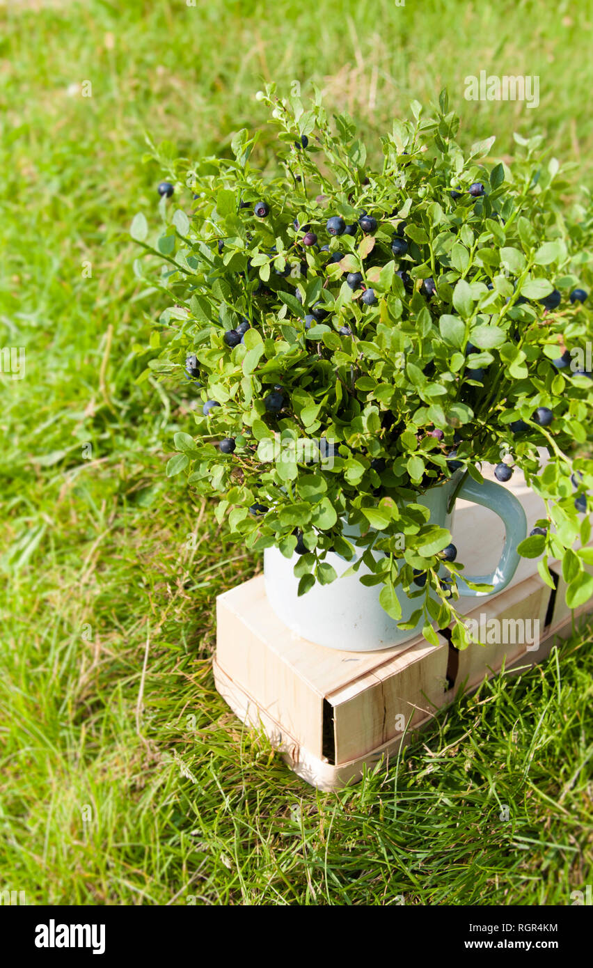 Blueberries fruits bush plant hi-res stock photography and images - Alamy