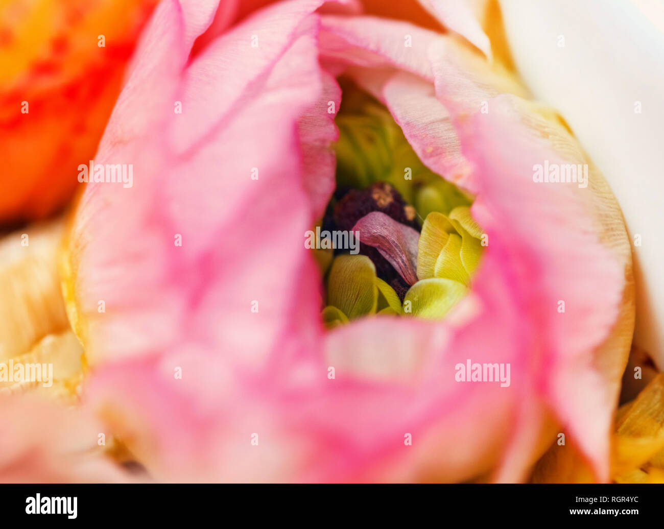 Pretty bud of tender light pink ranunculus flower Stock Photo - Alamy