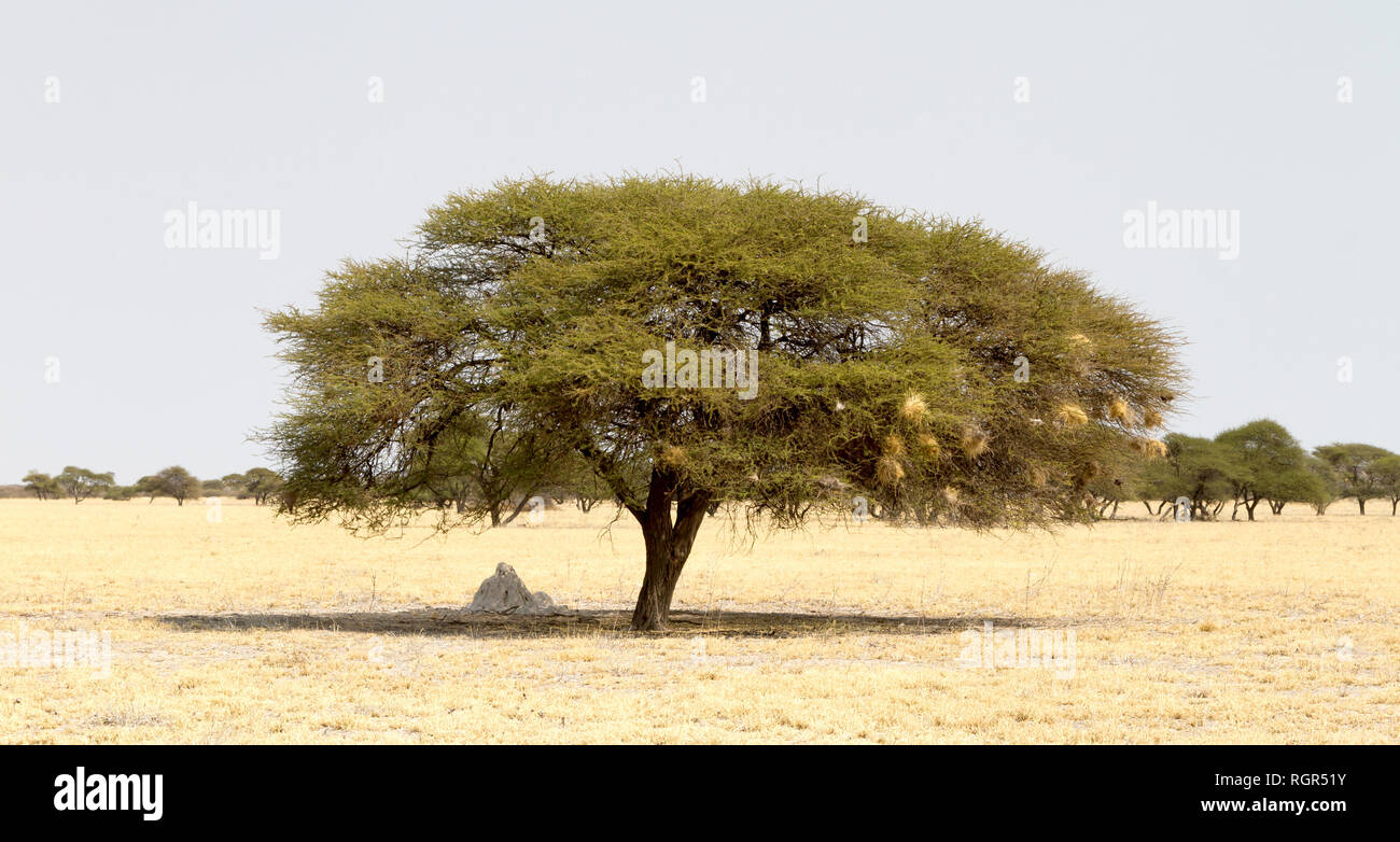 Cape thorn tree hi-res stock photography and images - Alamy