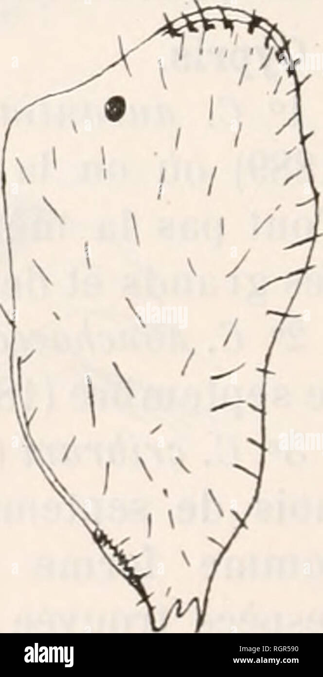 . Bulletin de la SociÃ©tÃ© zoologique de France. Zoology. Fig. 6. â ...