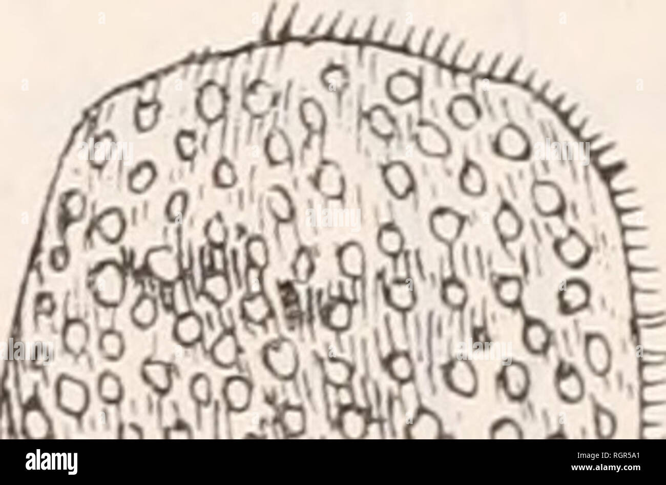 Chydorus sp hi-res stock photography and images - Alamy