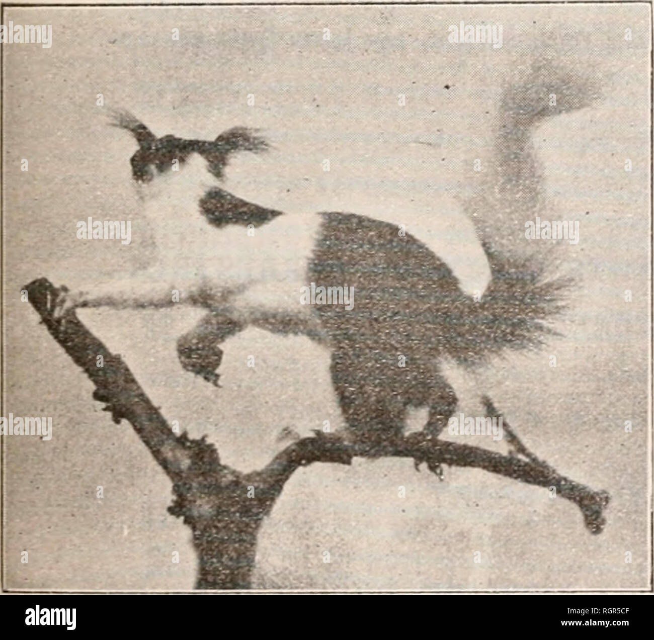 Dermain hi-res stock photography and images - Alamy