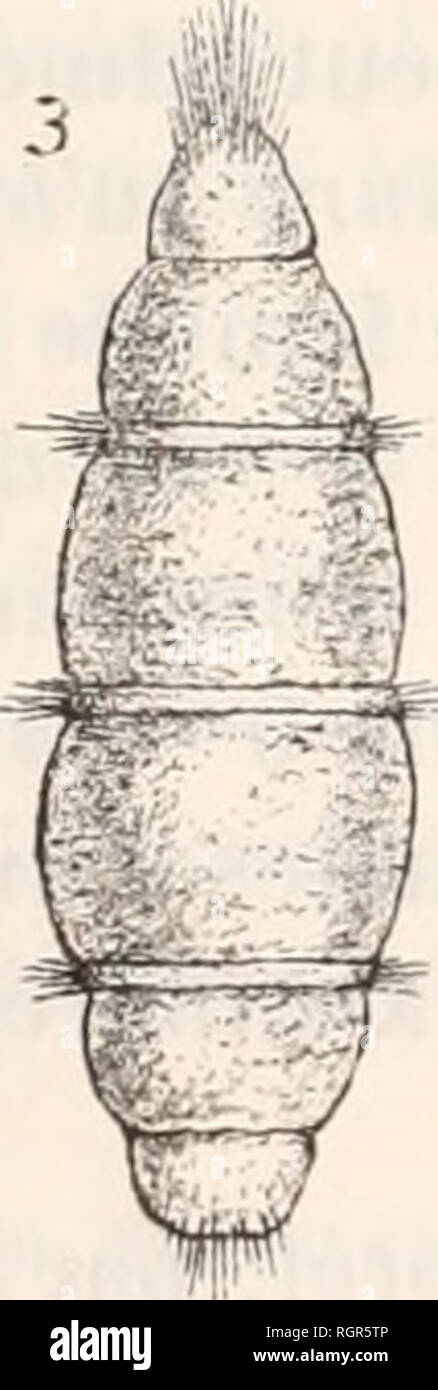 Famille de raies hi-res stock photography and images - Alamy