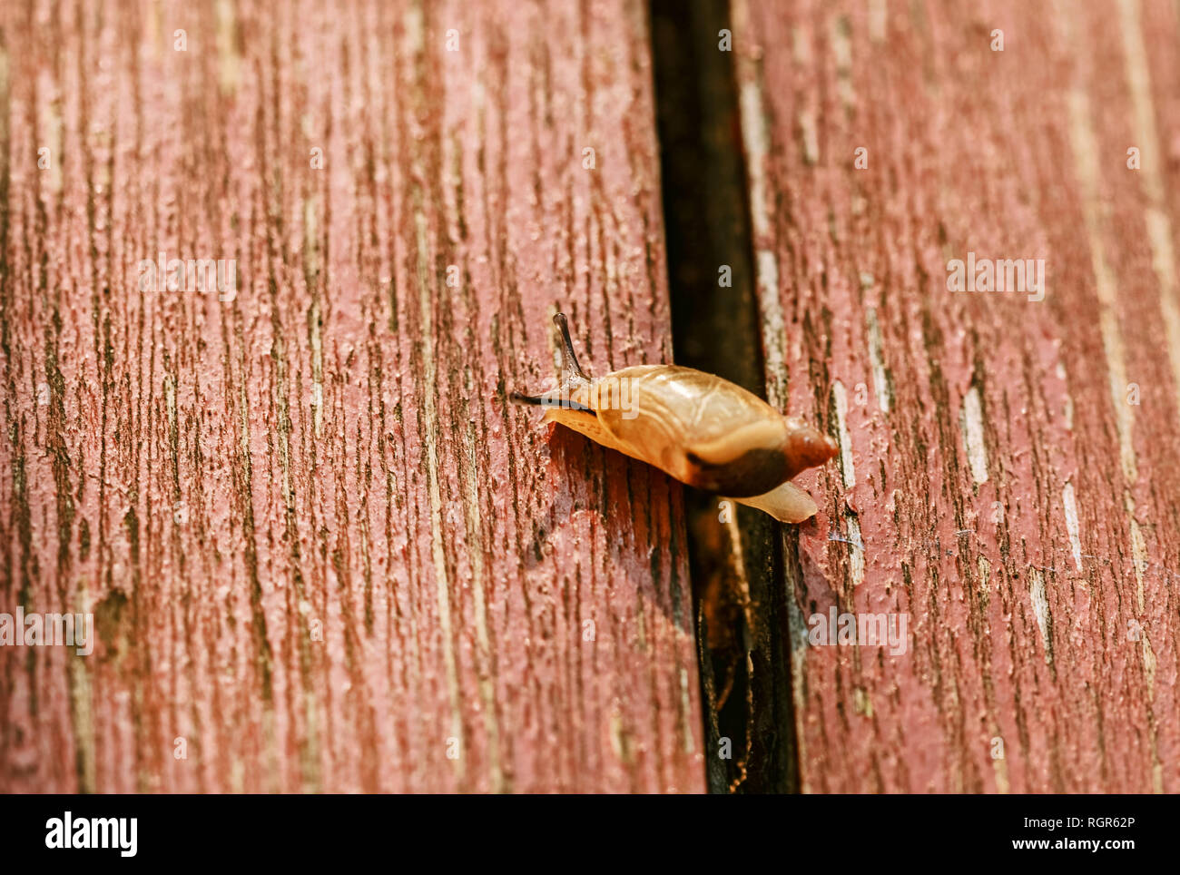 Pretty snail hi-res stock photography and images - Alamy