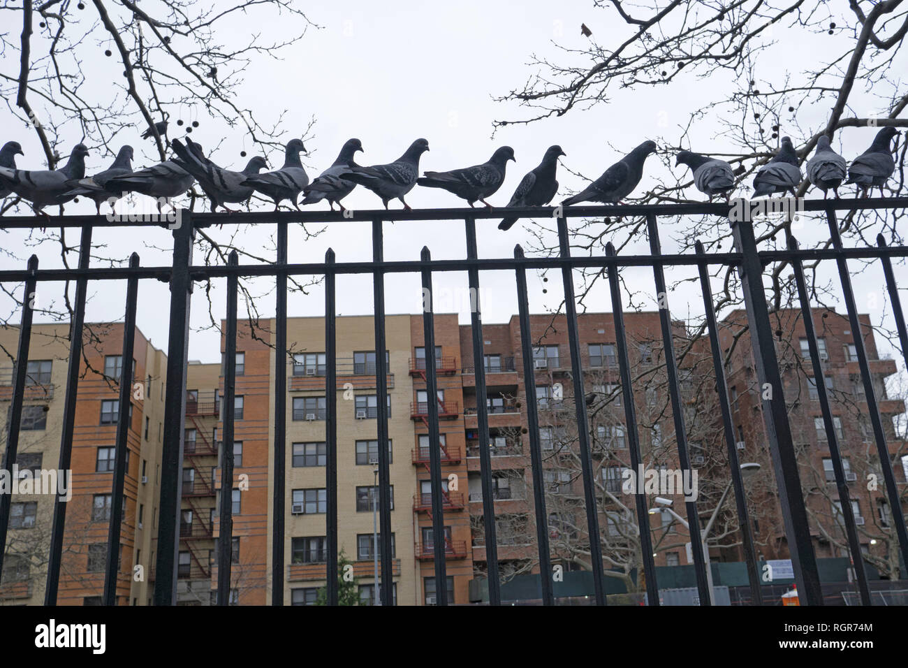 Urban community of pigeons on a fence near the Prospect Expressway in ...