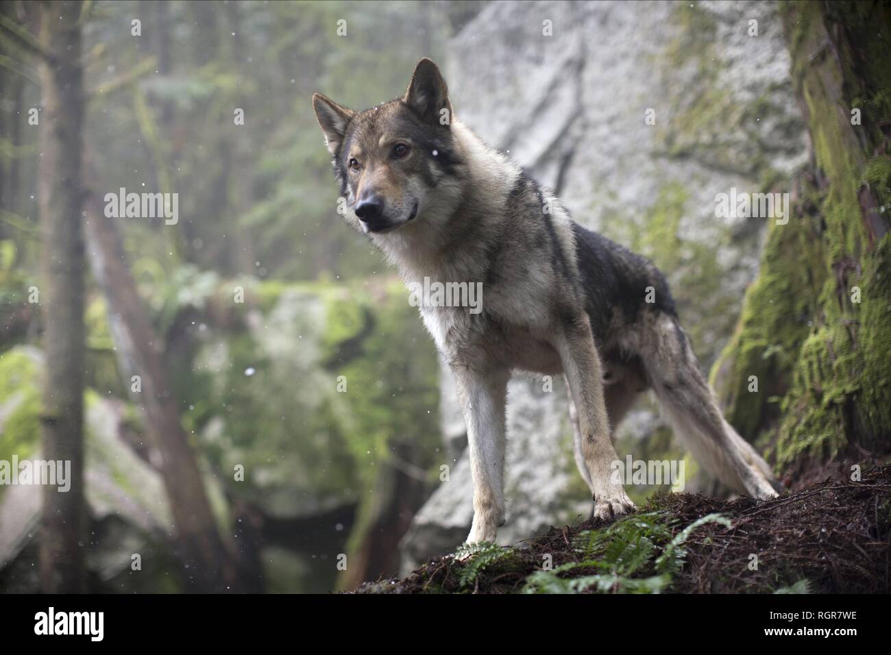 Film Wolf High Resolution Stock Photography and Images - Alamy
