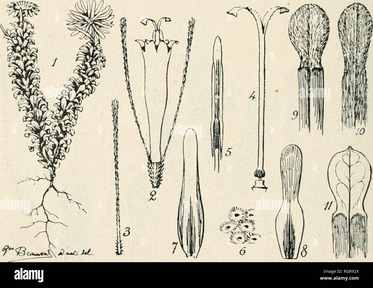 Llerba hi-res stock photography and images - Alamy