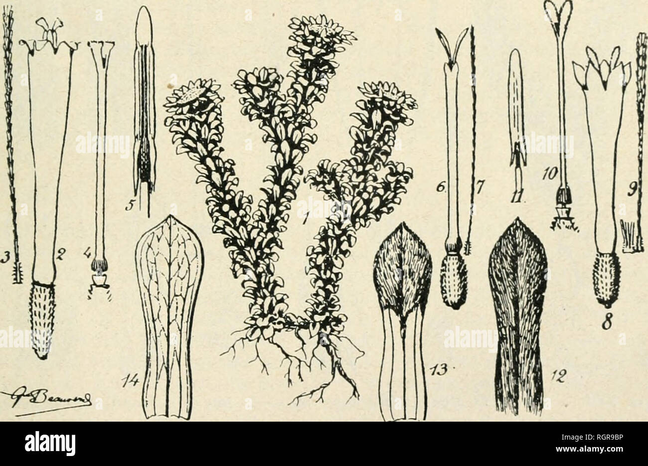 Llerba hi-res stock photography and images - Alamy