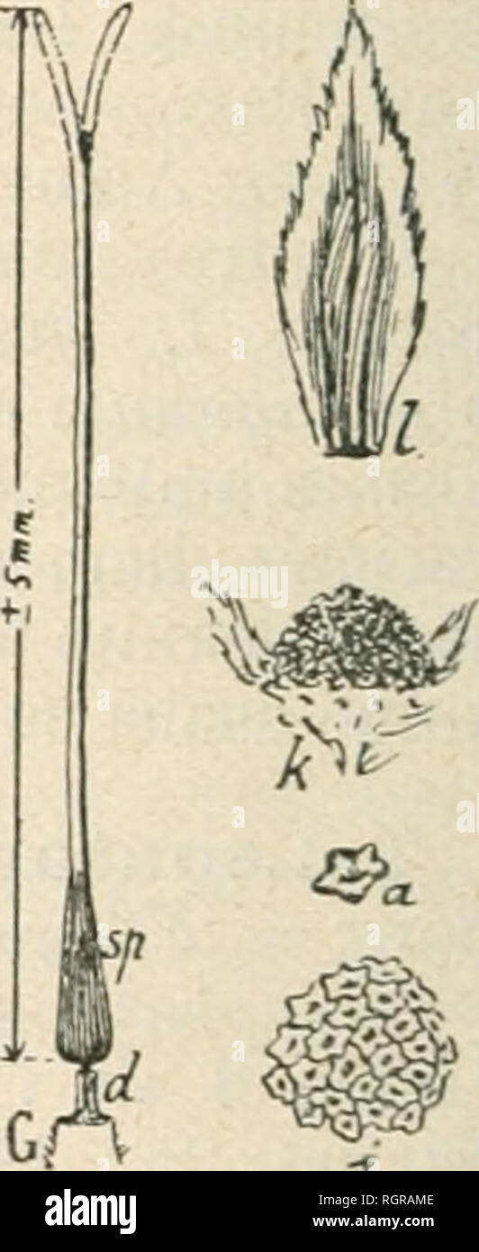 Leontopodioides High Resolution Stock Photography and Images - Alamy