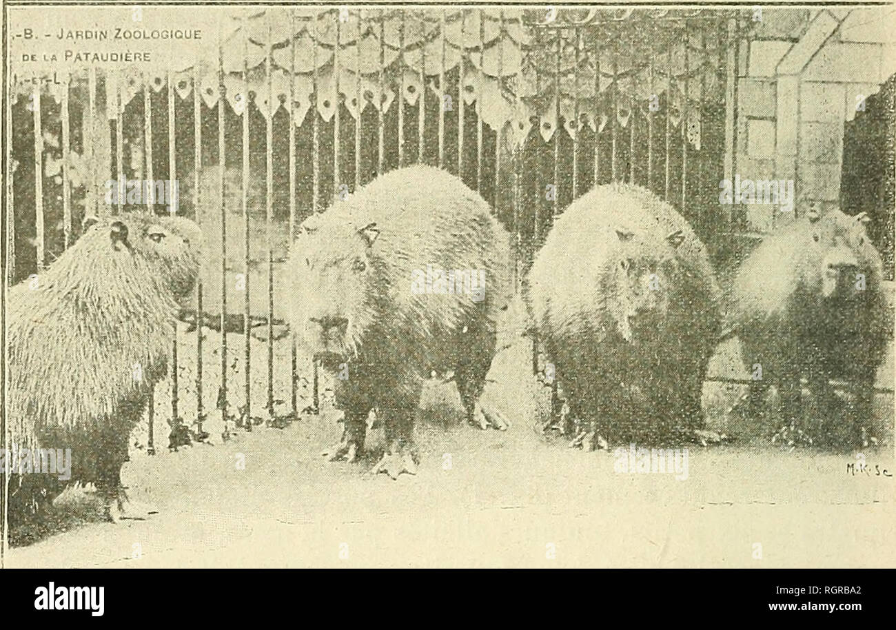 Cours de chasse nationale hi-res stock photography and images - Alamy