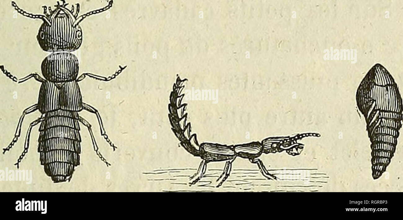 Types d'insectes hi-res stock photography and images - Alamy