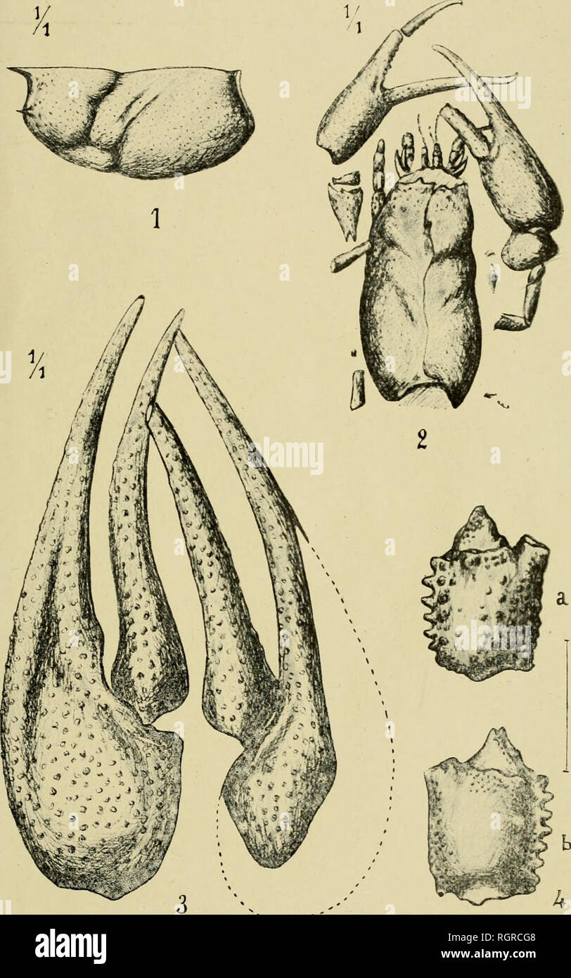 Eryma sp hi-res stock photography and images - Alamy