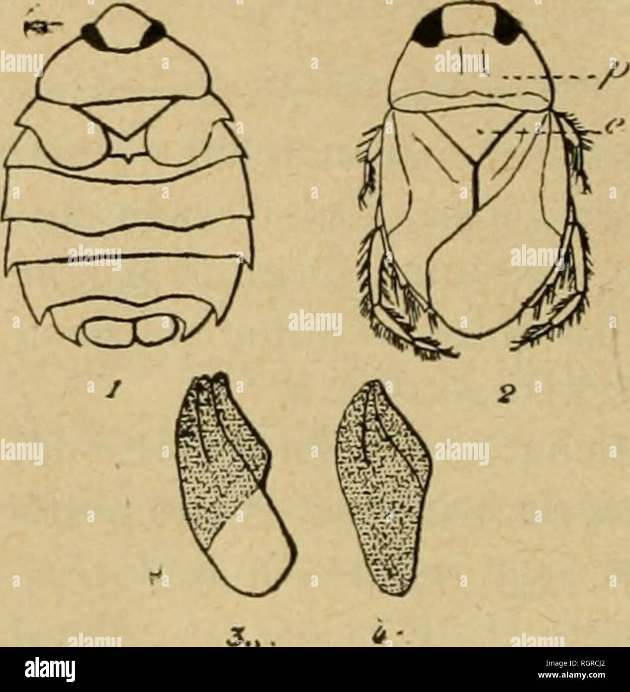Aphelocheirus hi-res stock photography and images - Alamy