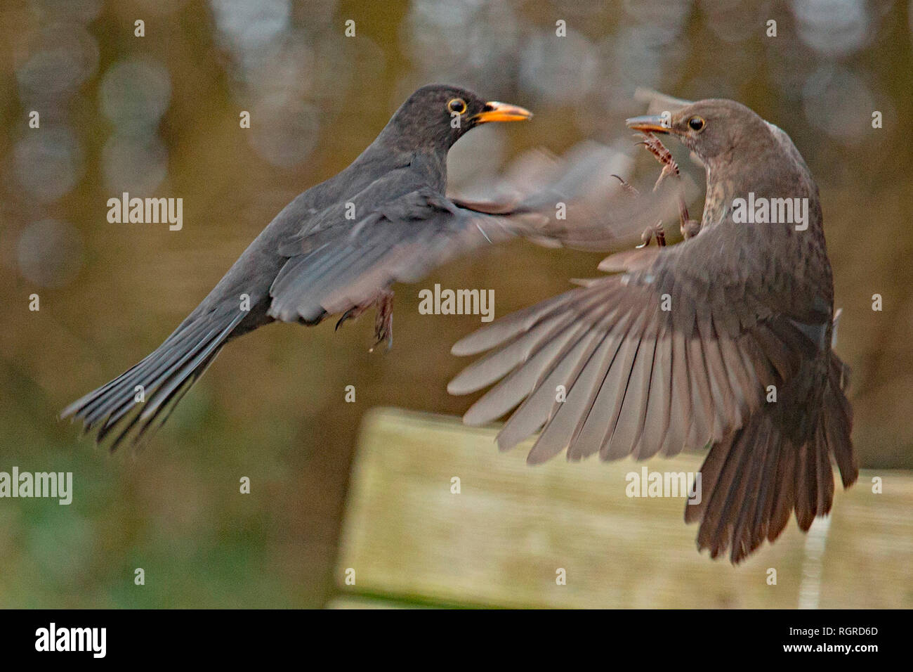 common blackbirds, male and female (Turdus merula Stock Photo - Alamy