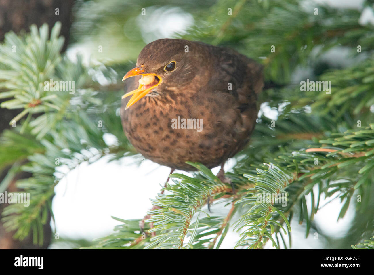 Female blackbirds hi-res stock photography and images - Alamy