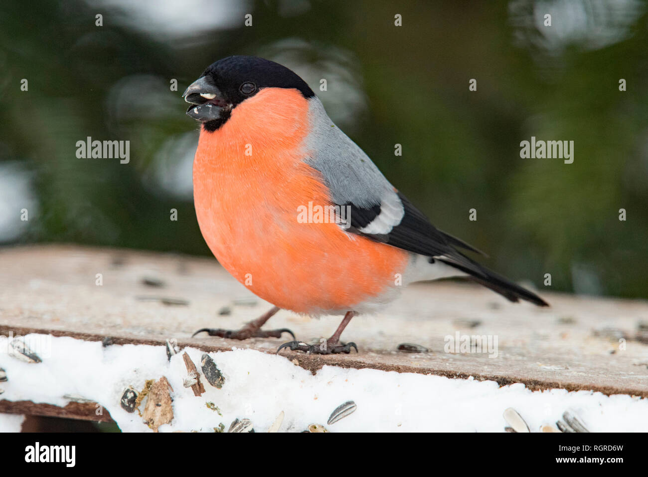 Male bullfinches hi-res stock photography and images - Alamy