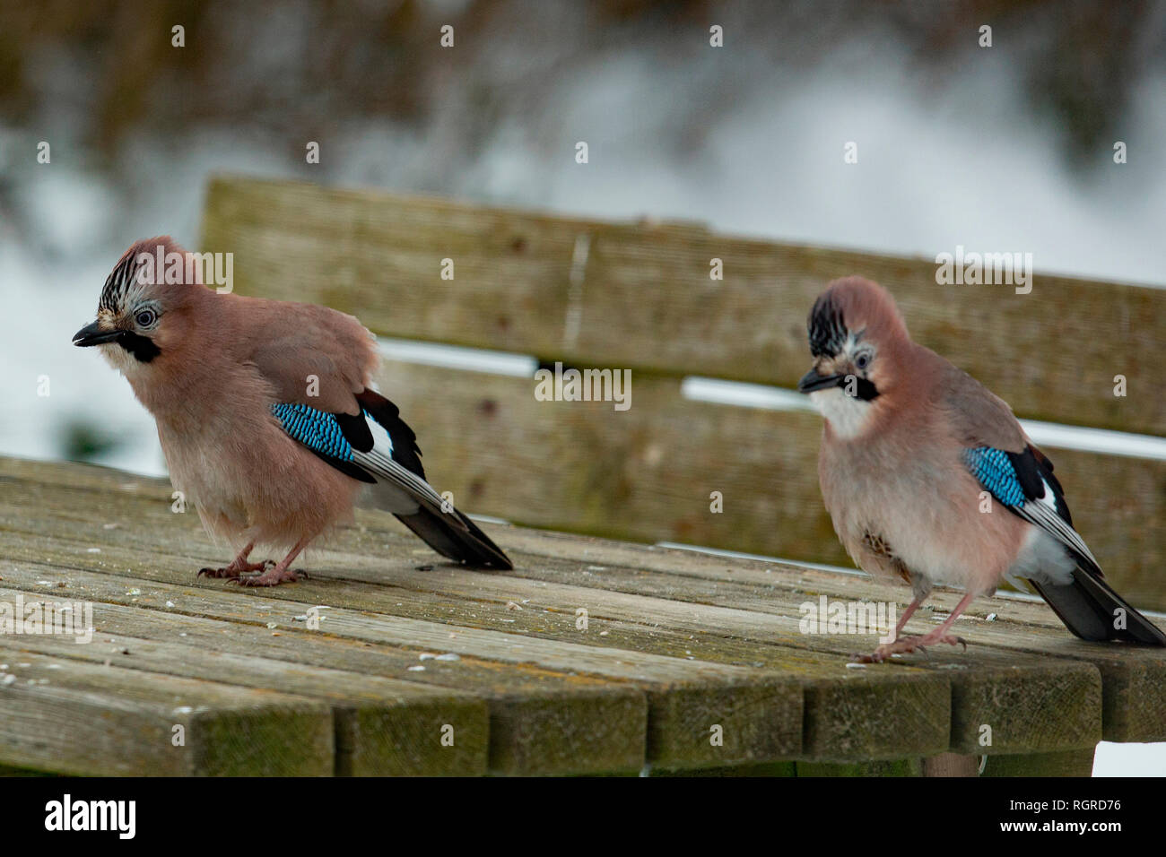 Eurasian jay in europe hi-res stock photography and images - Alamy