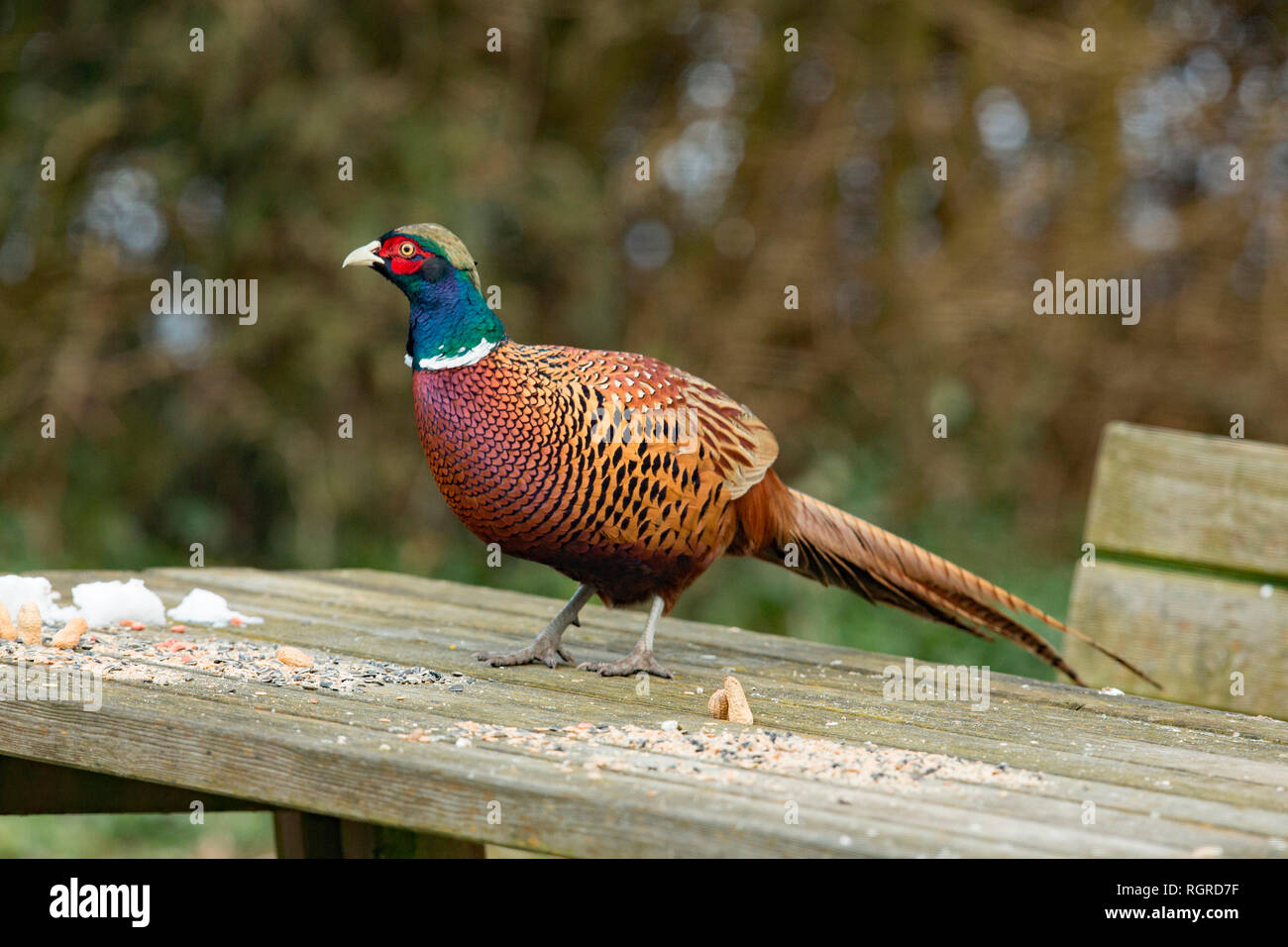 common pheasant, male, (Phasianus colchicus Stock Photo - Alamy