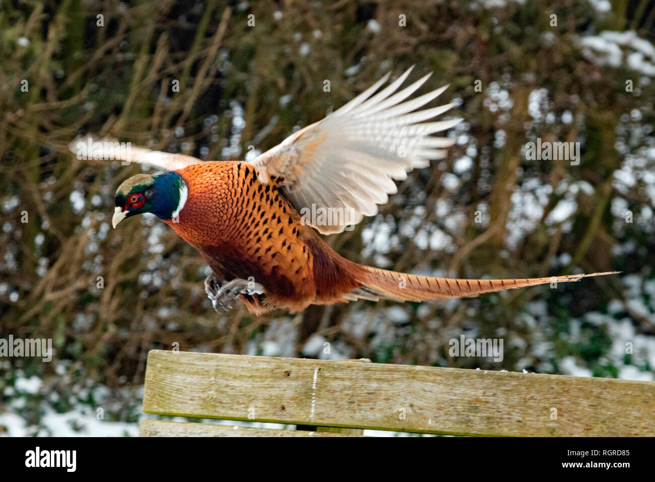 Pheasants flying hi-res stock photography and images - Alamy
