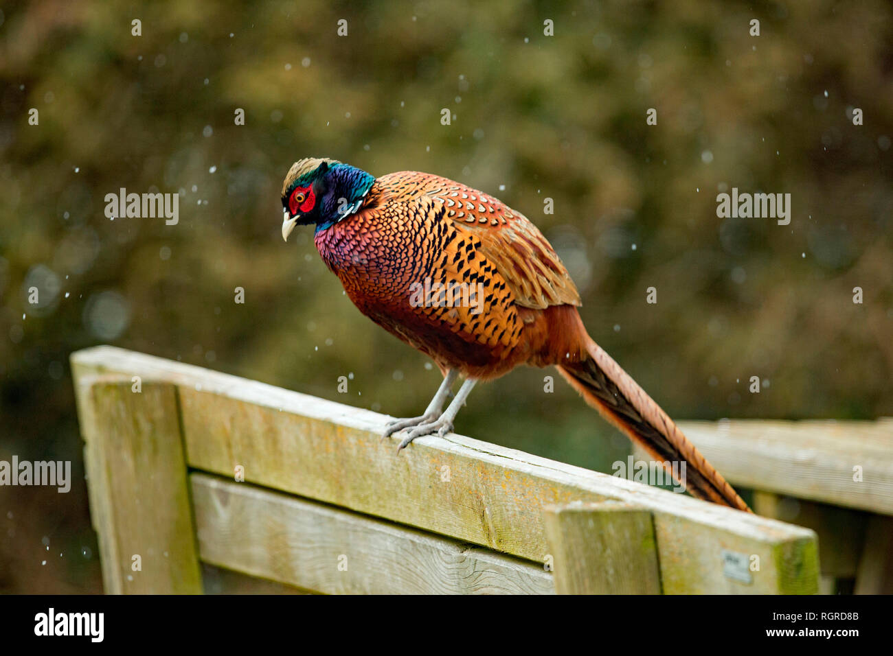 common pheasant, male, (Phasianus colchicus Stock Photo - Alamy