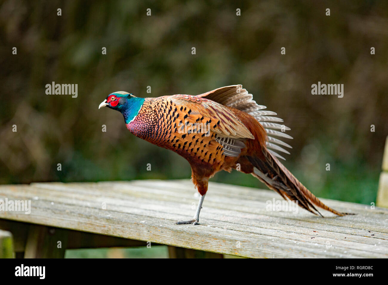 common pheasant, male, (Phasianus colchicus Stock Photo - Alamy
