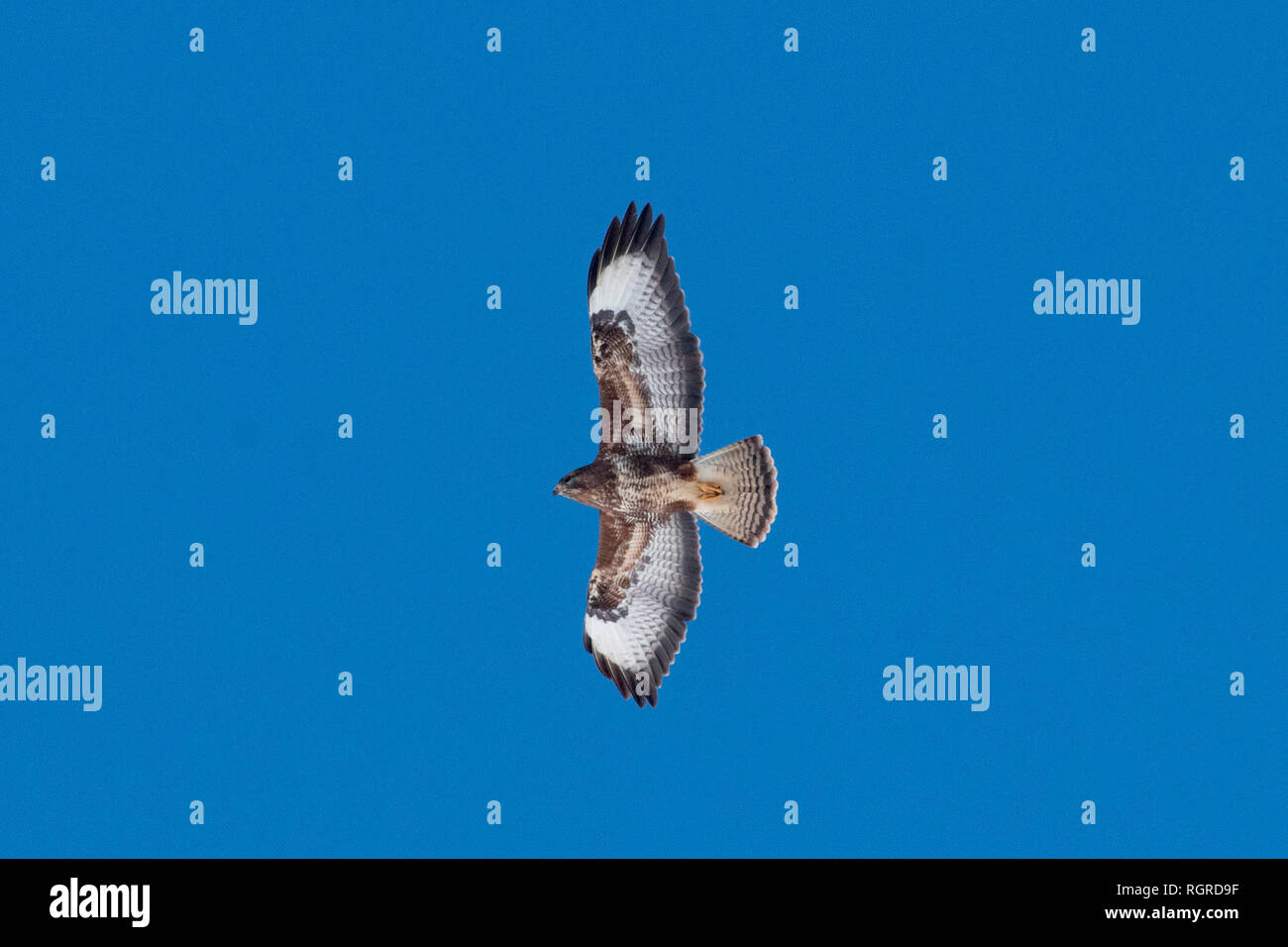 Raptors from below hi-res stock photography and images - Alamy