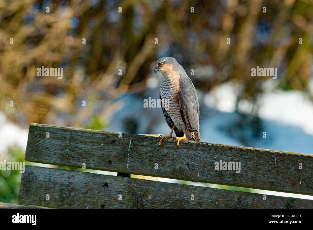 Hawks of germany hi-res stock photography and images - Alamy
