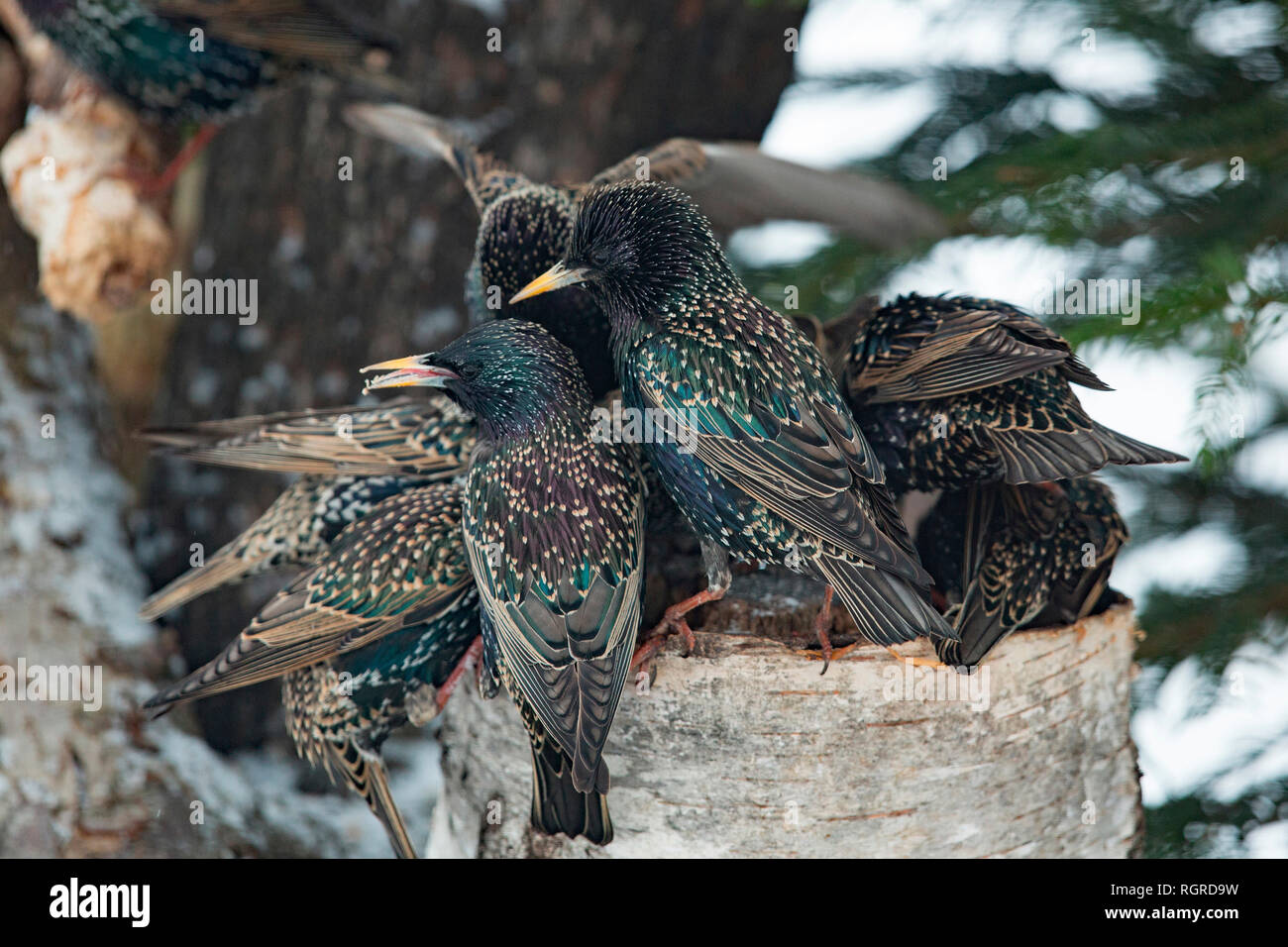 common starlings, (Sturnus vulgaris Stock Photo - Alamy