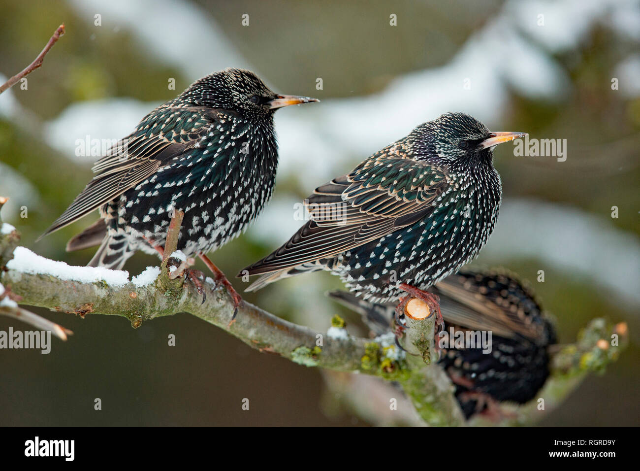 common starlings, (Sturnus vulgaris Stock Photo - Alamy