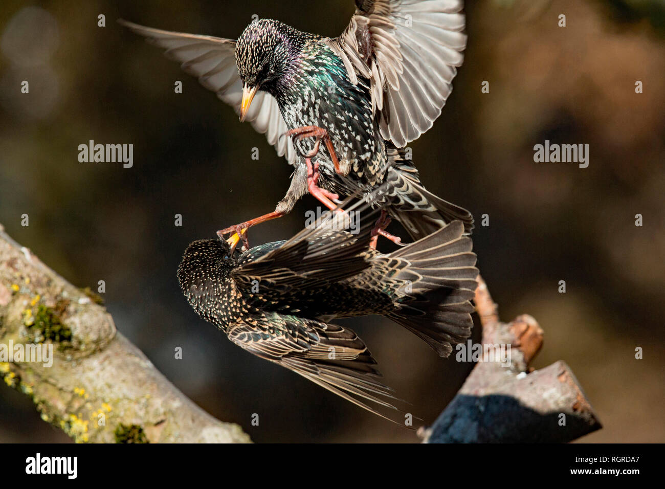 Common starling flying hi-res stock photography and images - Alamy