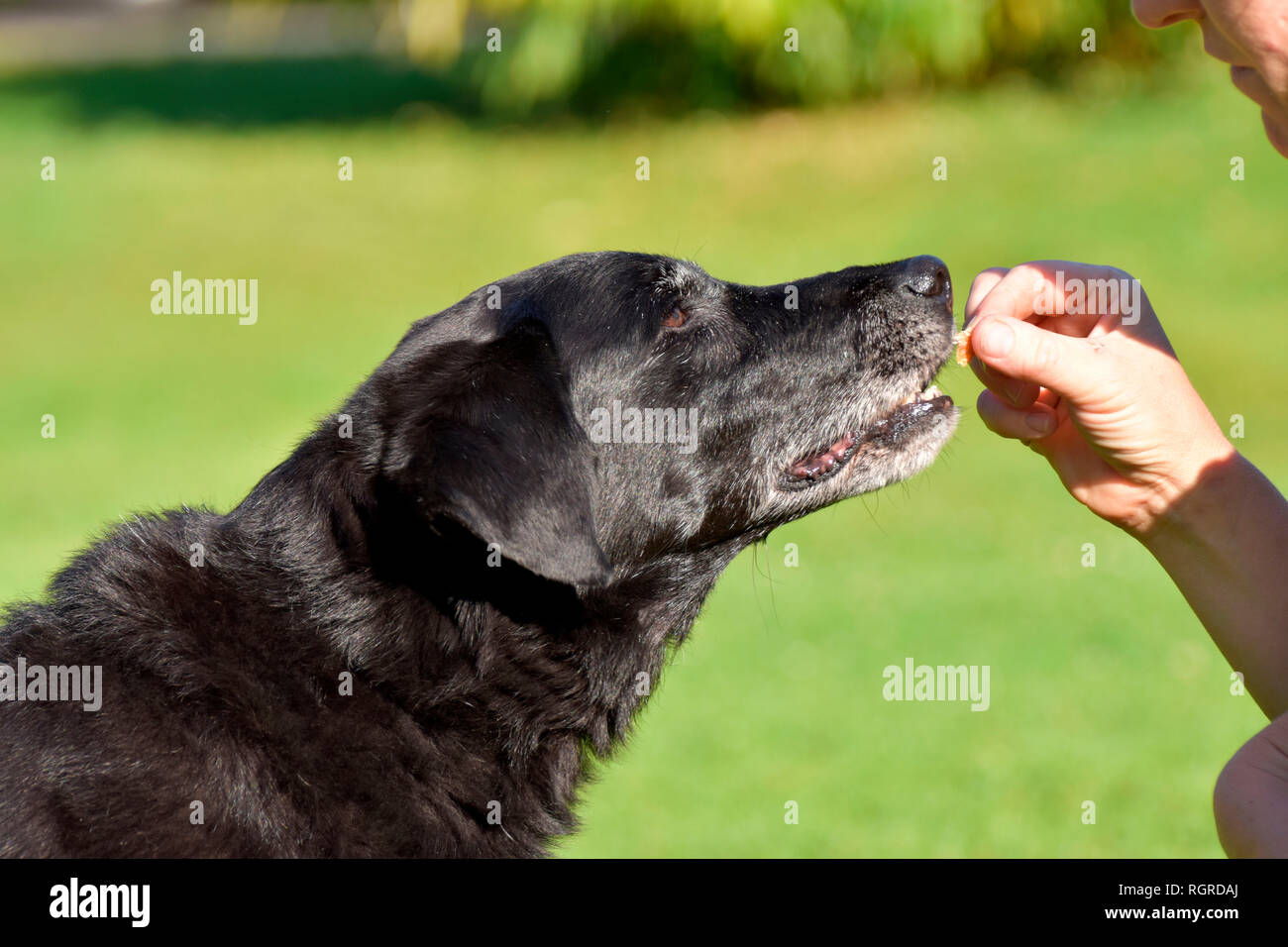Labrador Retriever, black, old dog, getting treat Stock Photo - Alamy