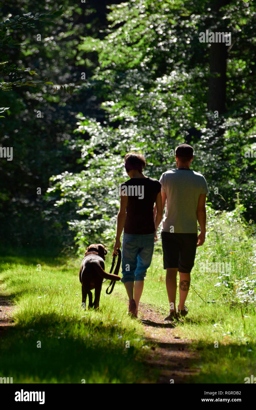 Walking labrador retriever hi-res stock photography and images - Alamy