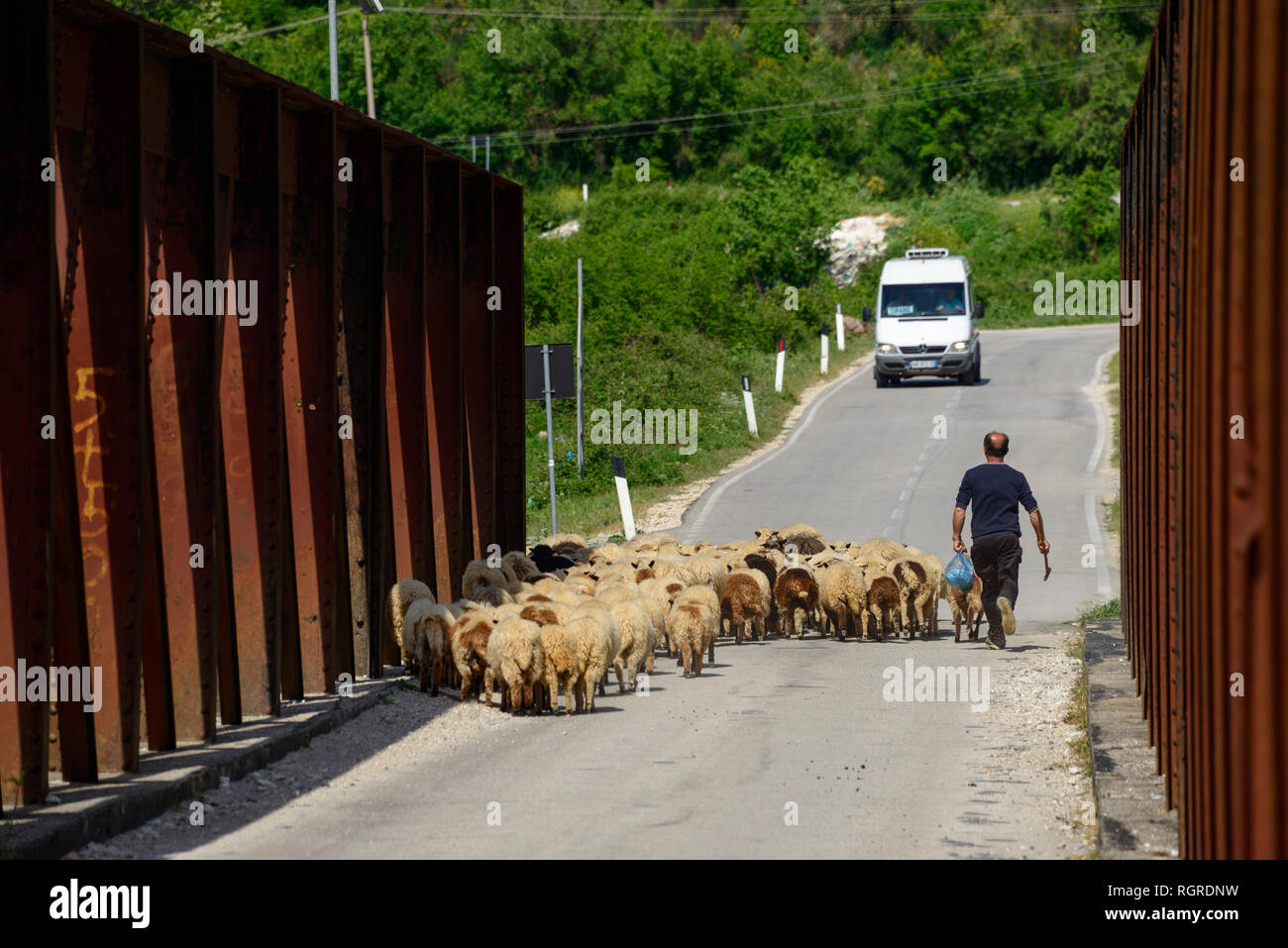 Herd Sheep Car High Resolution Stock Photography and Images - Alamy