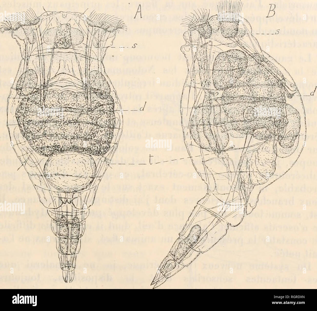 Six orteils hi-res stock photography and images - Alamy