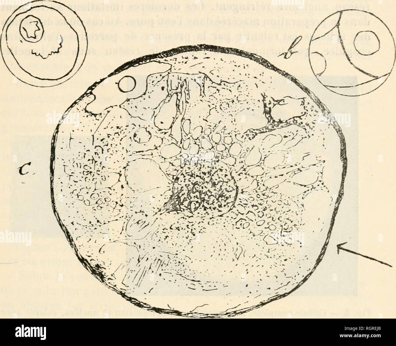 . Bulletin de la SociÃ©tÃ© zoologique de France. Zoology. SKANCE DU 2o ...