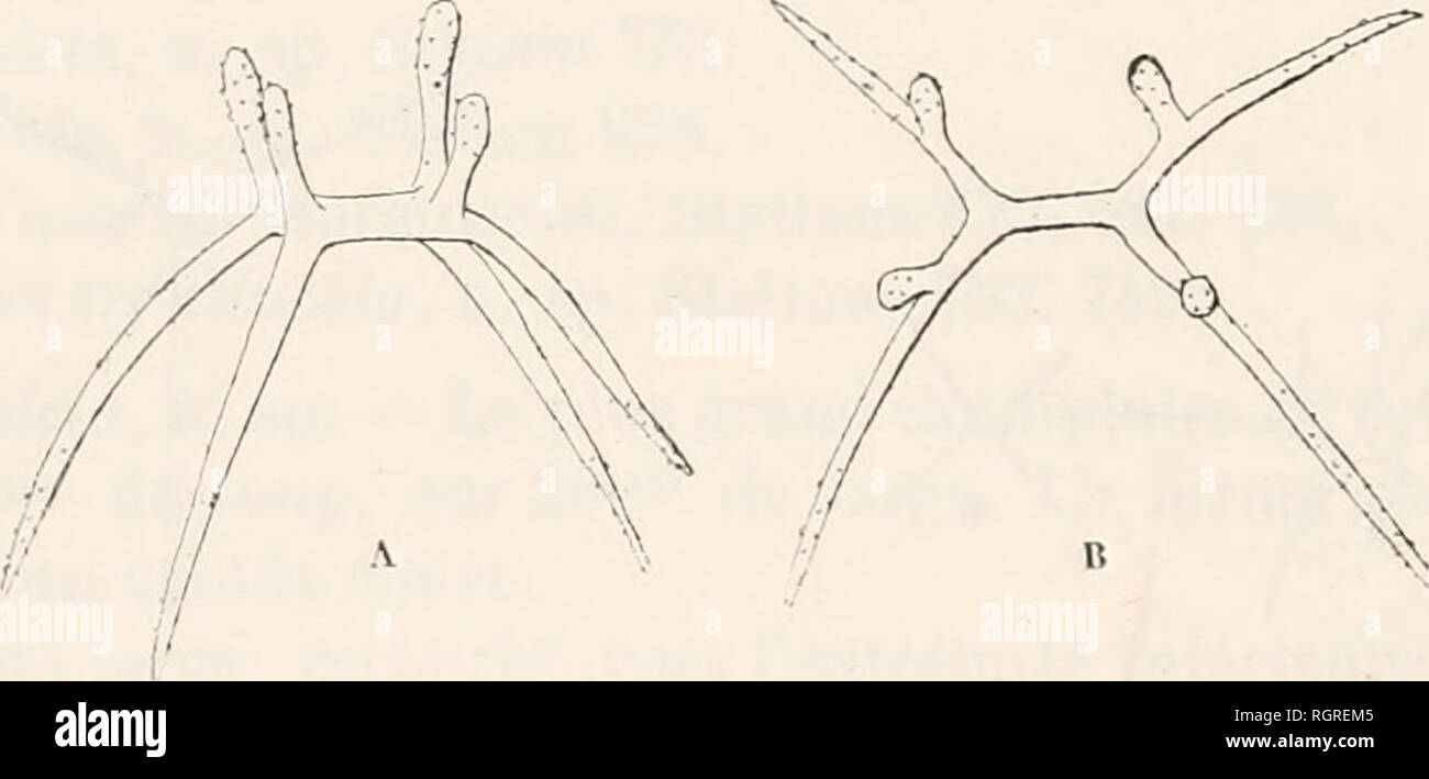 Cruciformes hi-res stock photography and images - Alamy