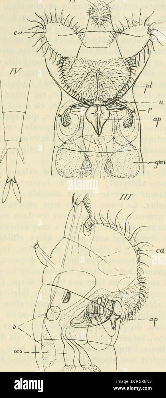 Philodina High Resolution Stock Photography and Images - Alamy