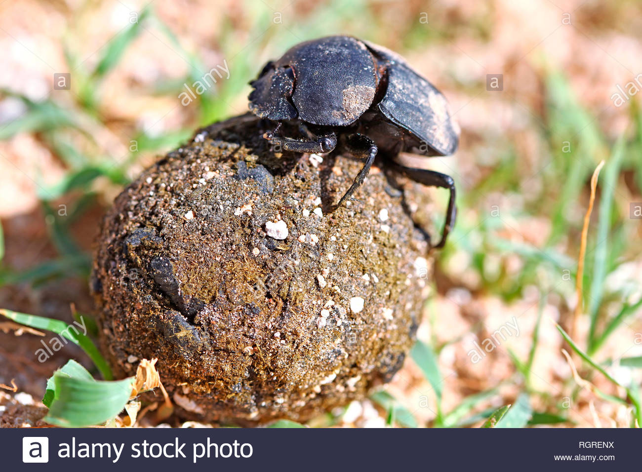 Dung Beetle Scarabaeus Stock Photos & Dung Beetle Scarabaeus Stock ...