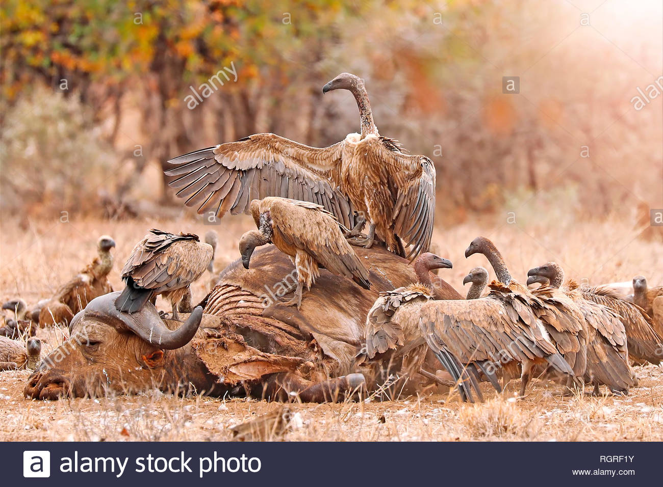 Vultures Eating Carcass Stock Photos & Vultures Eating Carcass Stock ...